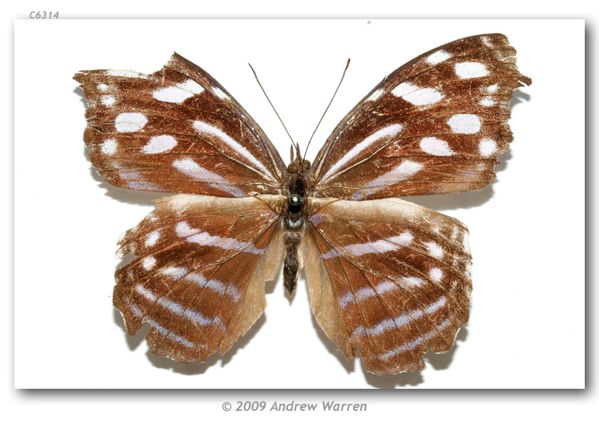 Myscelia cyaniris alvaradia (type specimens)